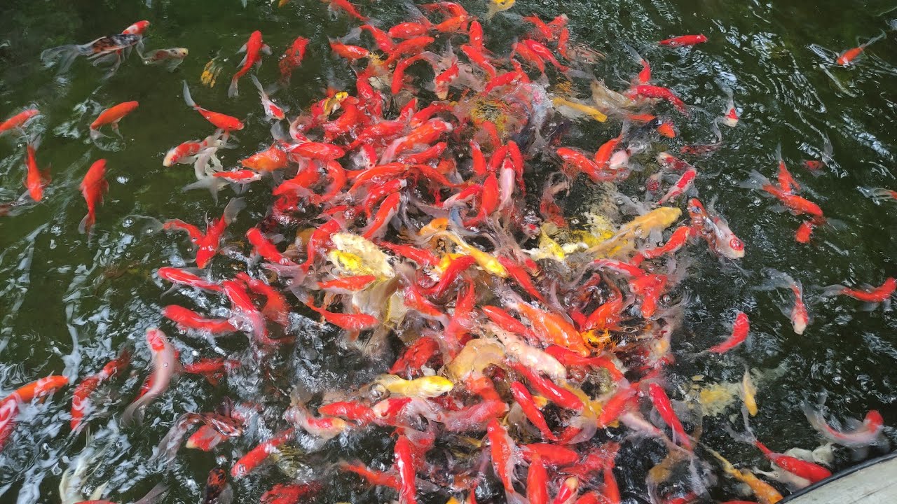 4 kolam terpal full ikan koi, komet dan nila slayer, budidaya milenial ...