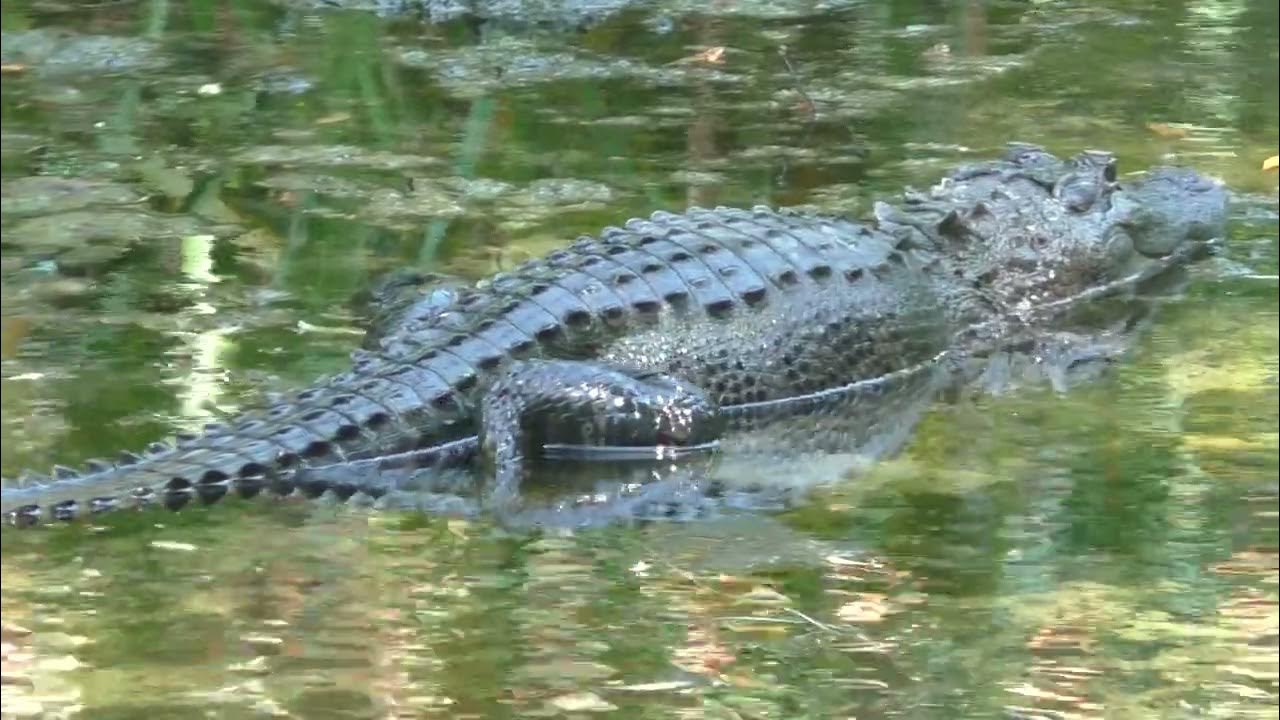 Looks like a fast-moving snake in the water that just went by the ...