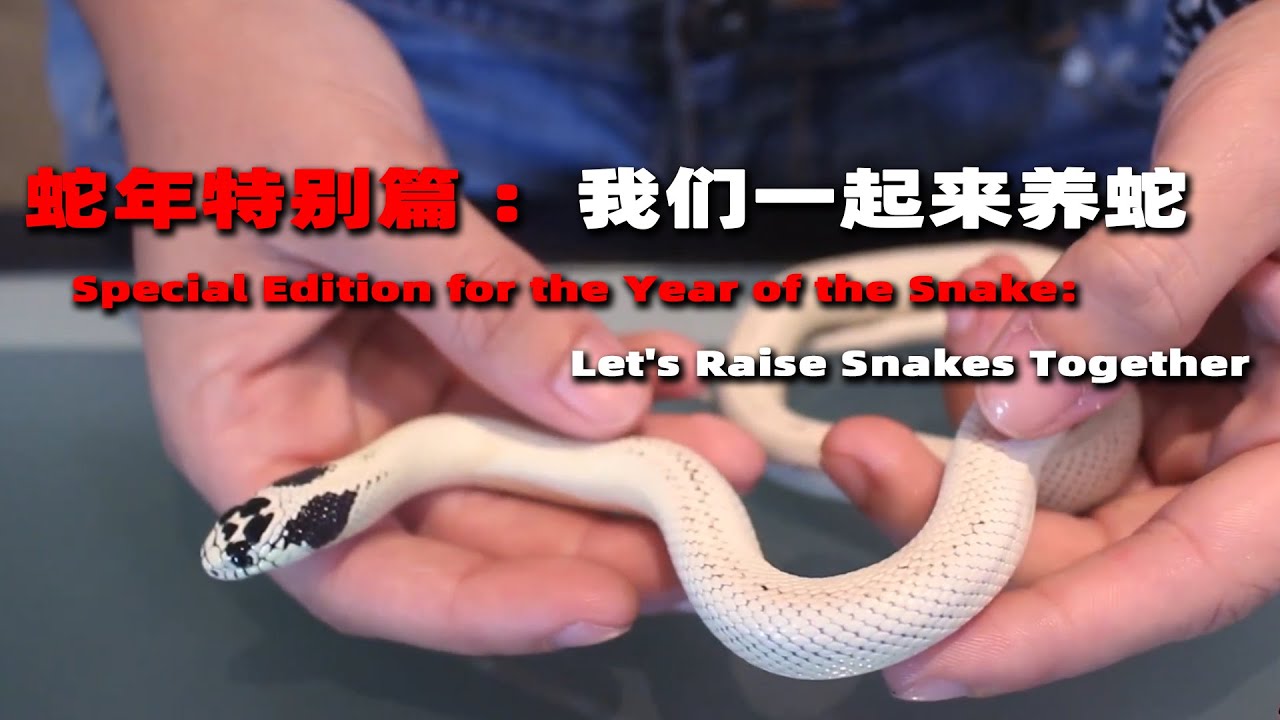 Let’s raise snakes together in the Year of the Snake! 蛇年一起来养蛇！ - YouTube