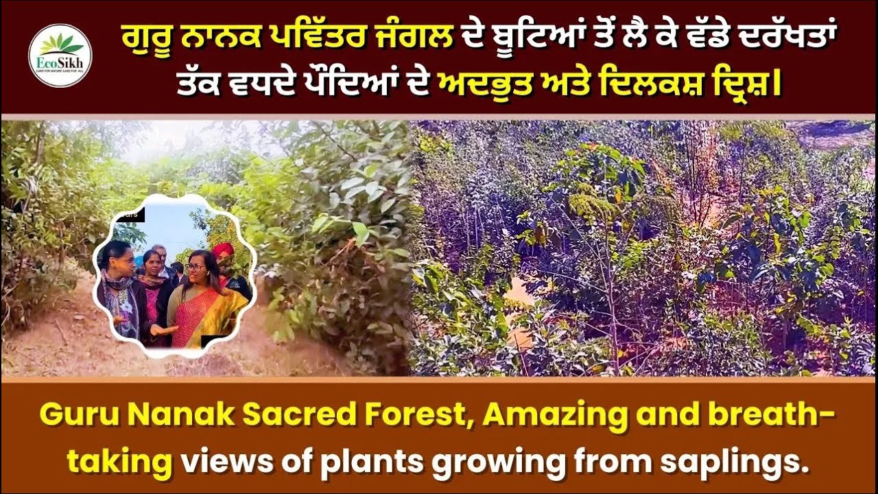 Growth Stages of a Guru Nanak Sacred Forest I EcoSikh - YouTube
