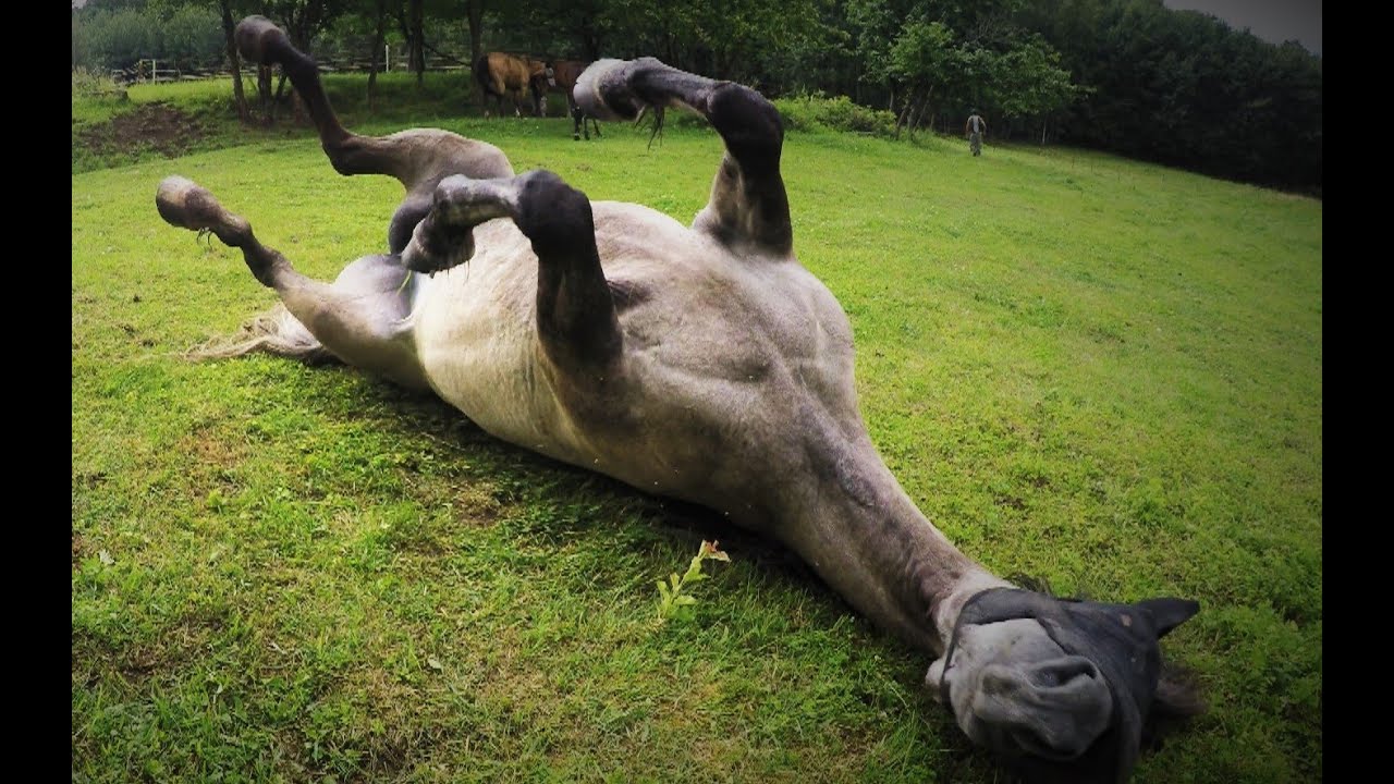 Best moments with horses ♥♥♥ ( GoPro ) - YouTube