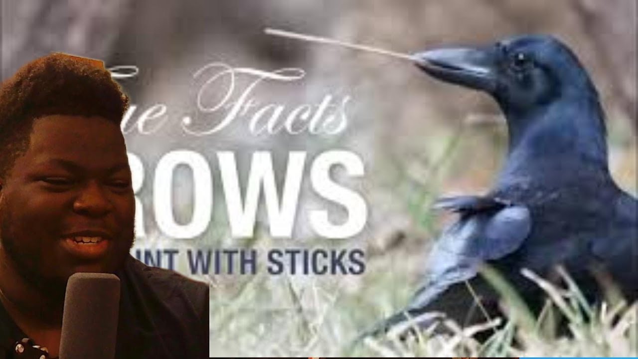 True Facts: Crows That Hunt With Sticks REACTION! - YouTube