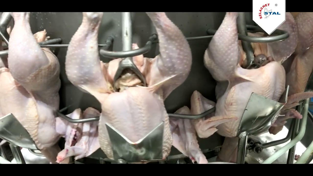 Automatyczne patroszenie- Automatic evisceration line of chicken - 1500 ...