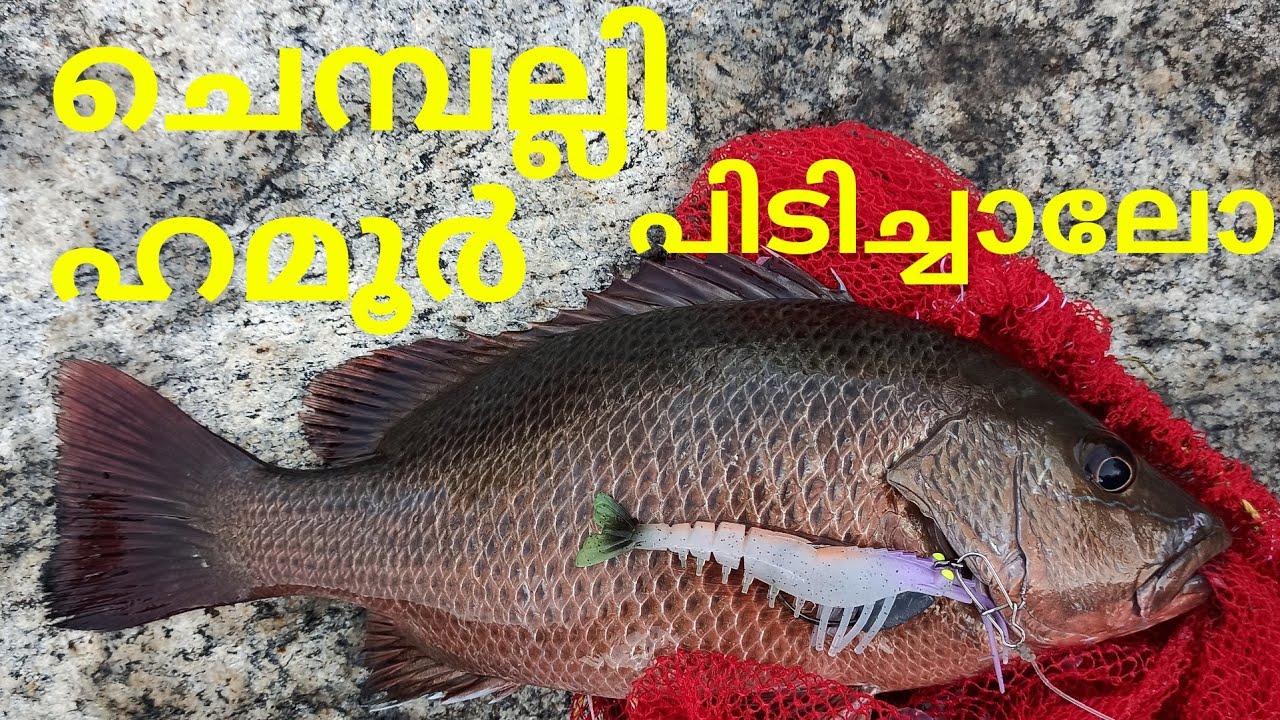 ചെമ്പല്ലി,ഹമൂർ പിടിക്കാം |Chemballi fishing |Grouper Fishing | Hamour ...