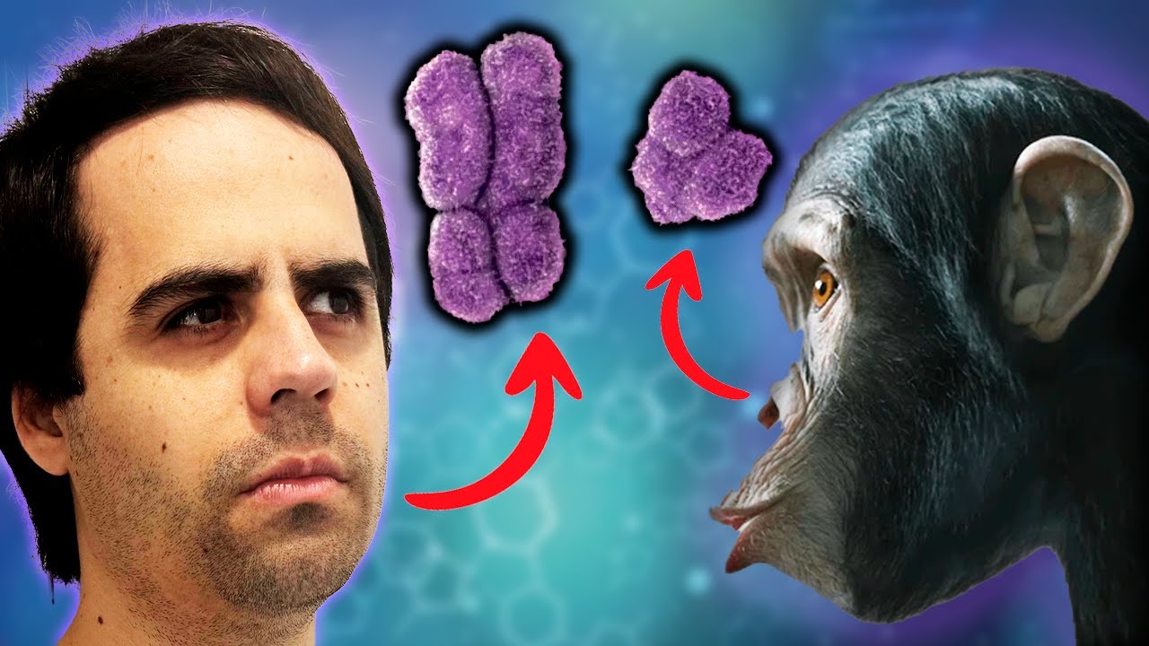 Sorpresa encontrada entre ADN de simios y humanos - YouTube