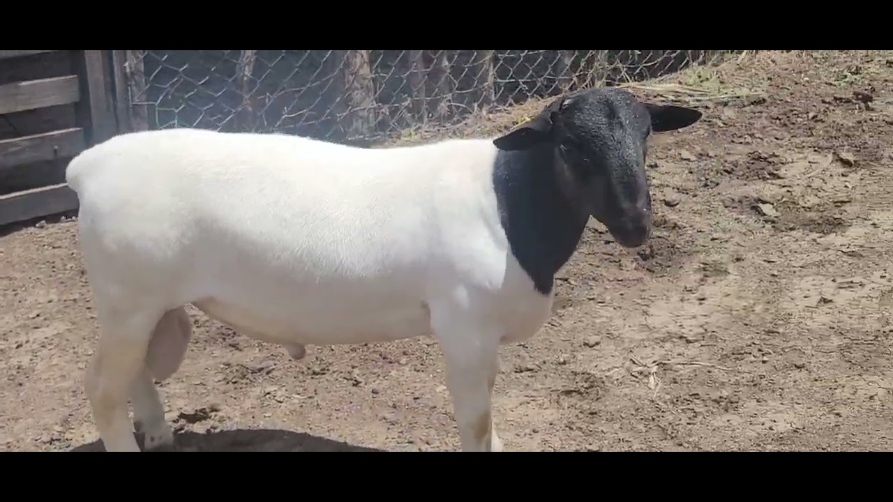 Carneiro dorper disponível. WhatsApp (71)991147222 - YouTube