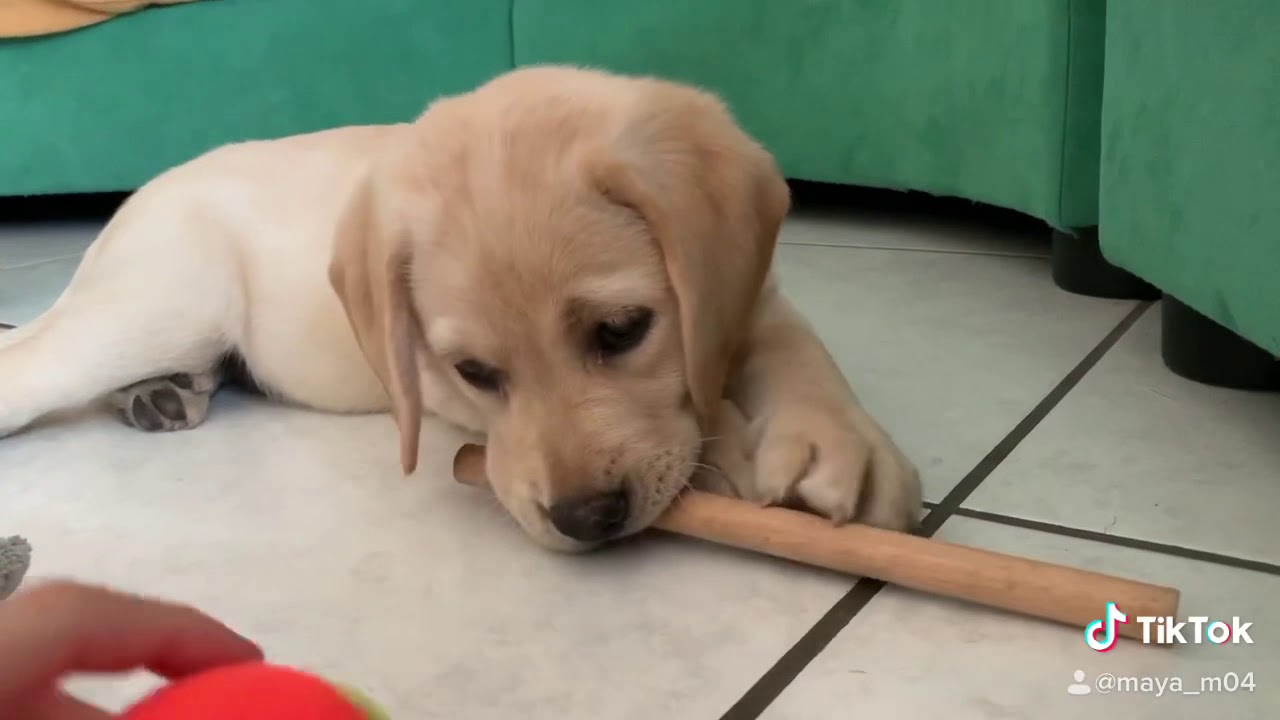 2 months old Labrador puppy CUTE - YouTube