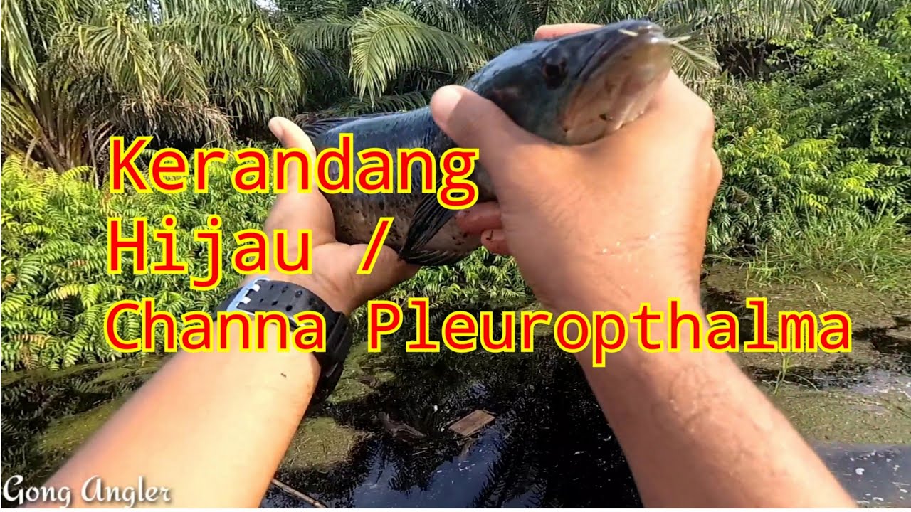 Catch and Release Channa Pleuropthalma (Kerandang) Borneo || Gong ...