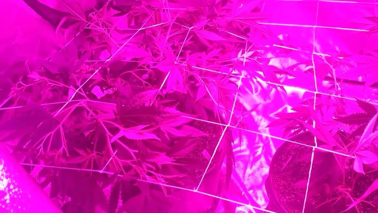 How To Set Up A Scrog Net In A Grow Tent and Low Stress Training - YouTube