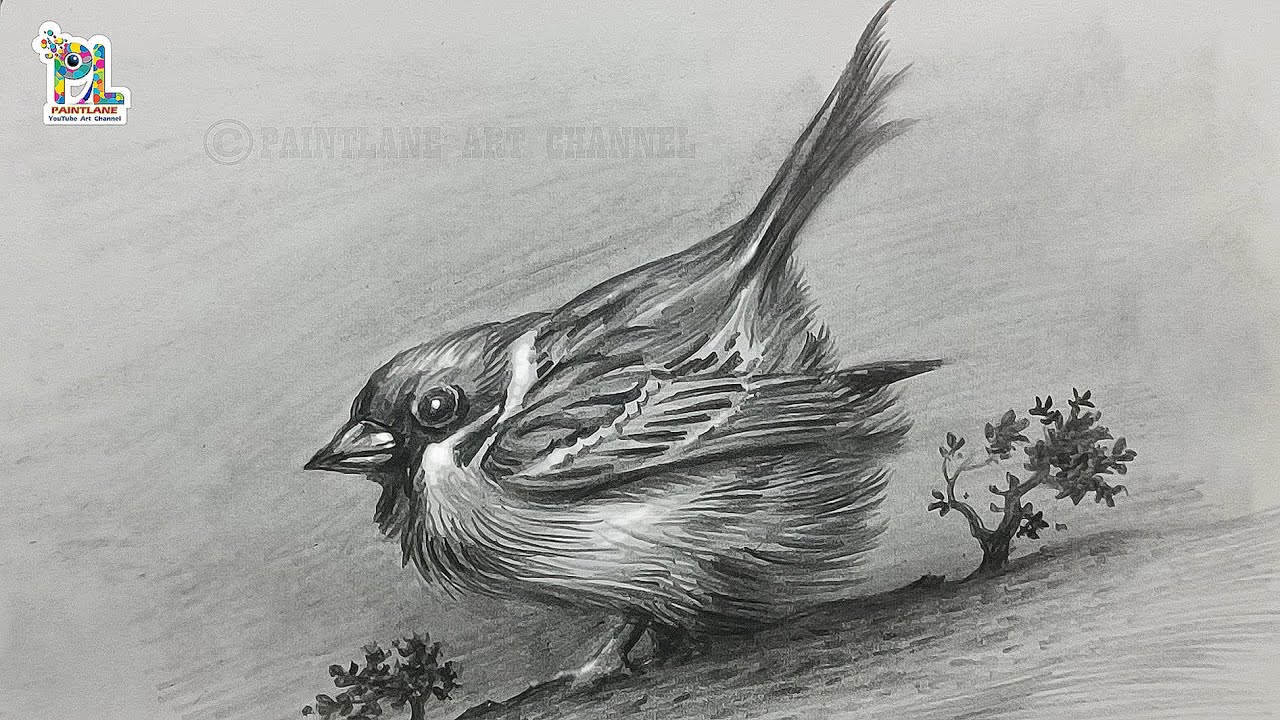 How to draw Sparrow Bird step by step with pencil || Birds Pencil Art ...