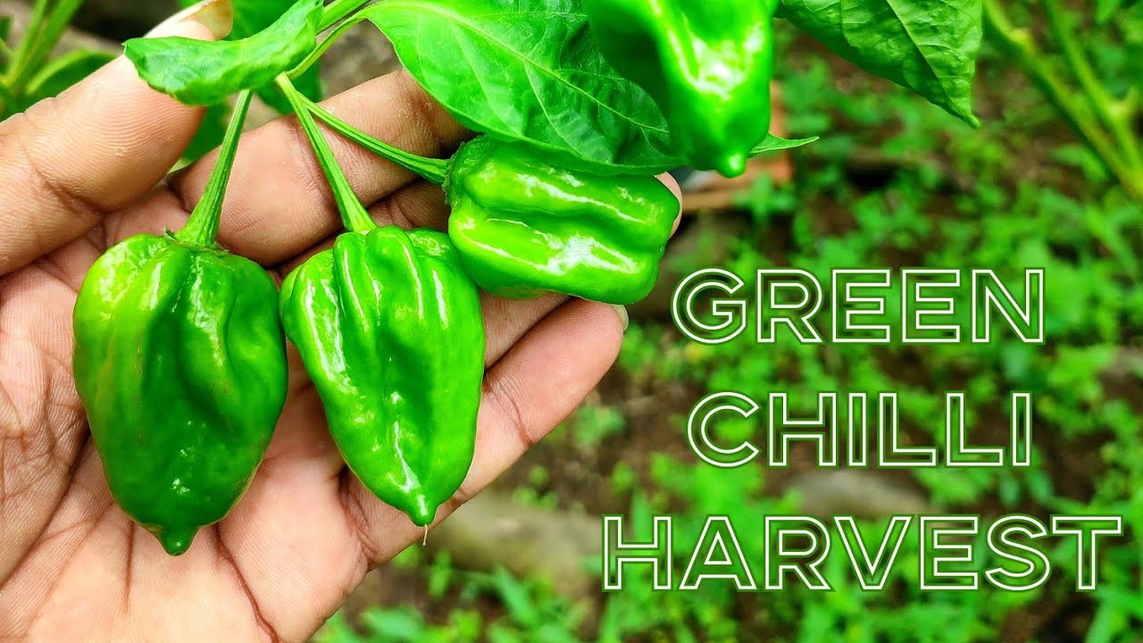 Chilli Harvest in My Farm – Harvesting Green Chillies – Harvesting for ...