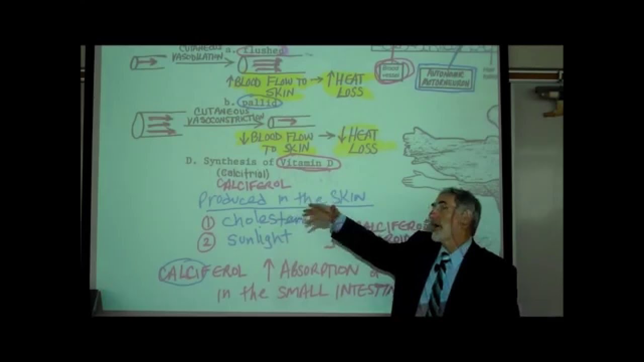 ANATOMY; THE INTEGUMENT; Part 1 by Professor Fink - YouTube