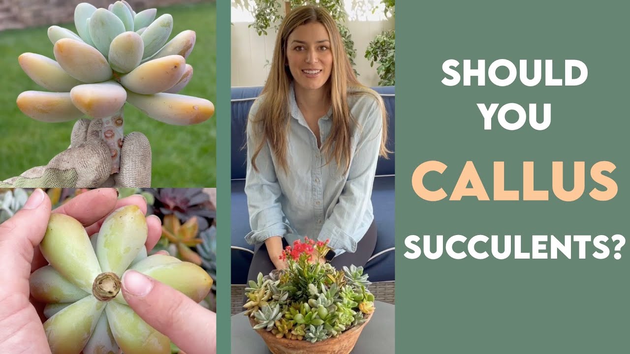 Is It Necessary to Callus Succulents? - YouTube