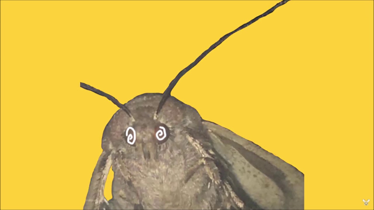 all of the lamps [moth meme] [re-upload] - YouTube