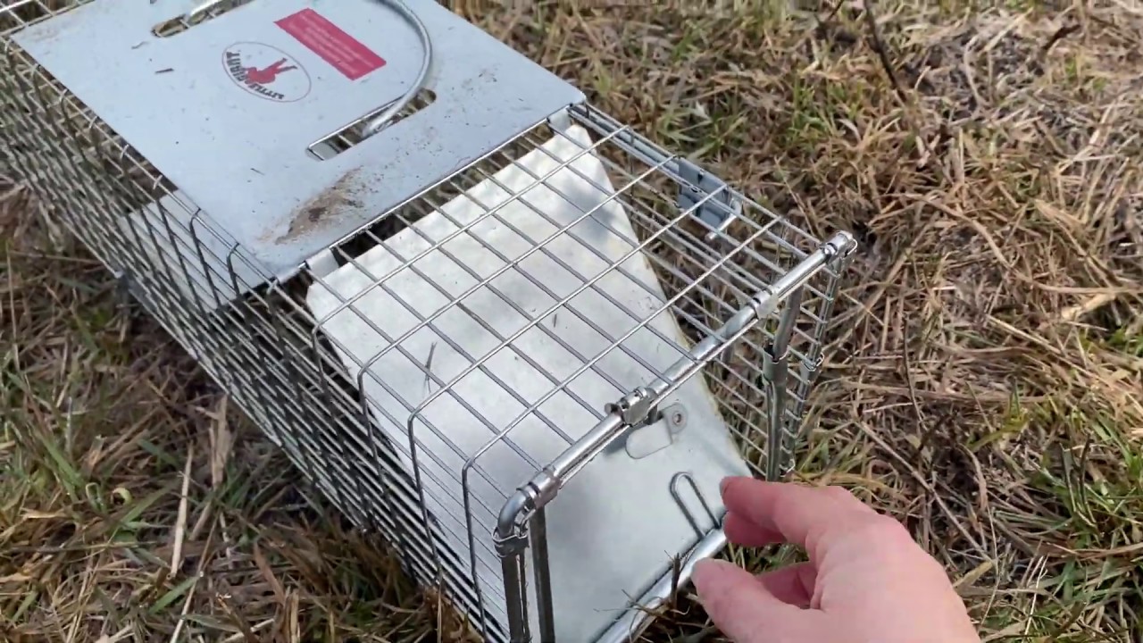 Caught a junco in the ermine (weasel) trap! - YouTube