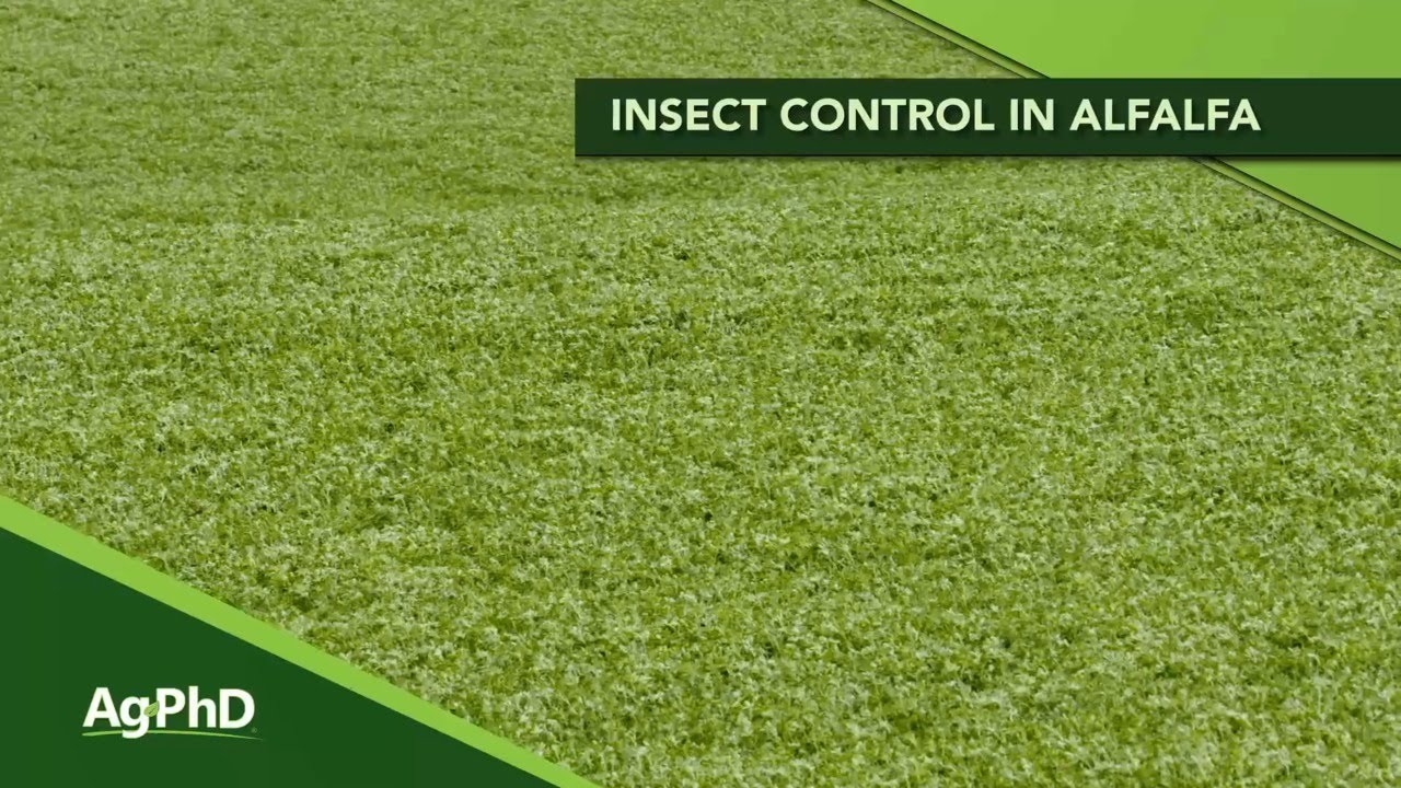 Insect Control In Alfalfa (From Ag PhD Show #1155 - Air Date 5-24-20 ...