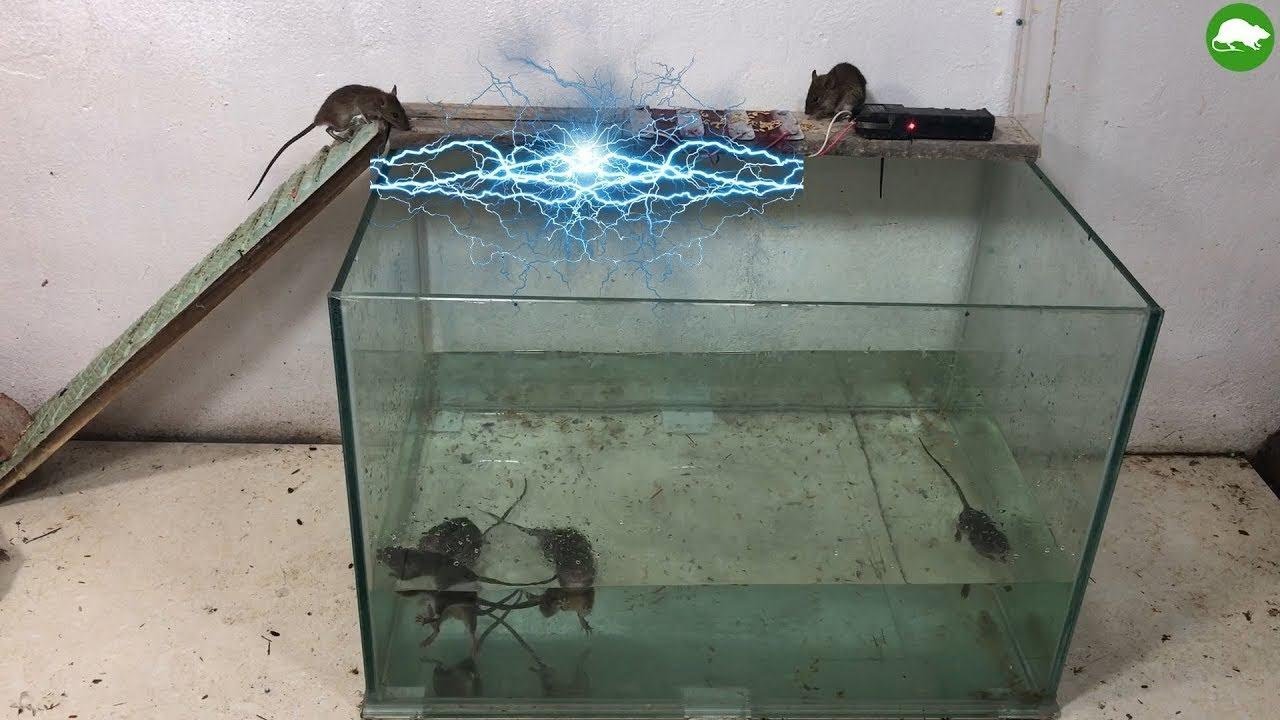 नए प्रकार का माउस ट्रैप / Electric Mouse Trap/Best Electric Mouse Trap ...