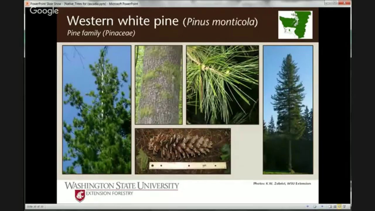 Cascadia Speaks: Native Trees of Cascadia - YouTube