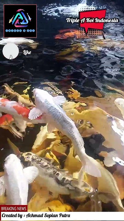 Ikan Koi 13 - YouTube