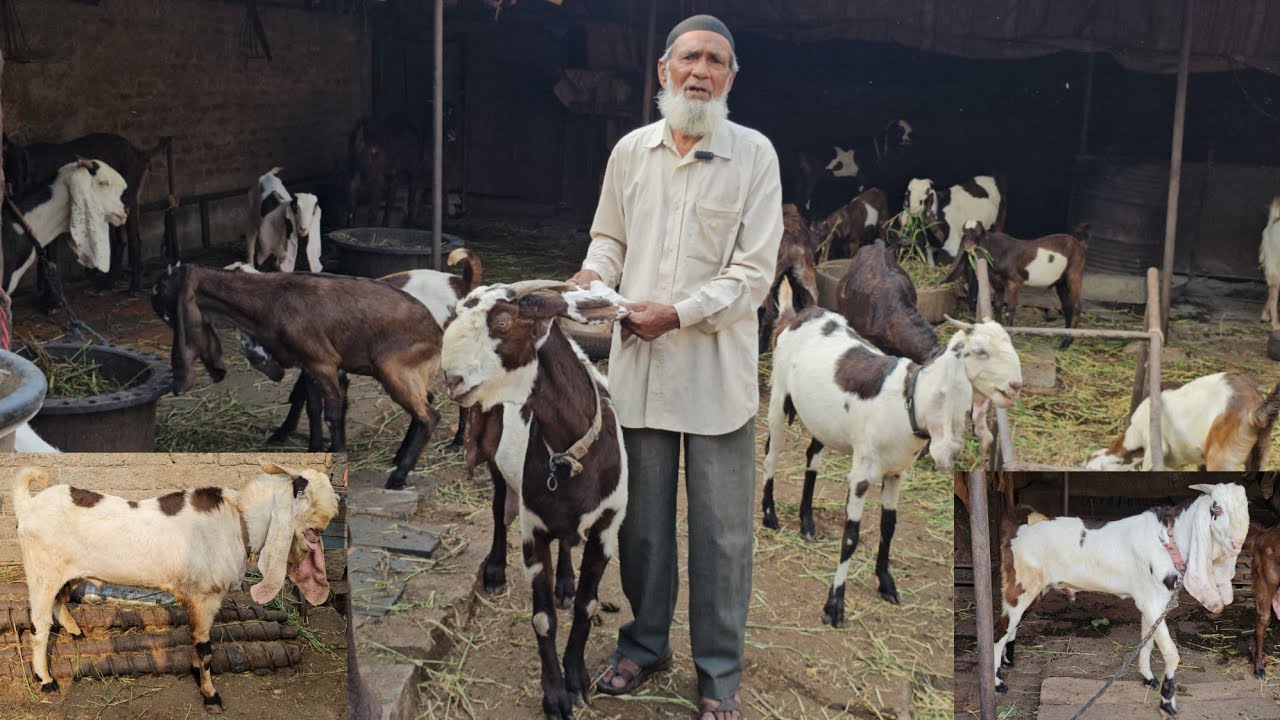 GORE bhai goat farm goat hyderabadi a1 quality female or male Gulabi ...