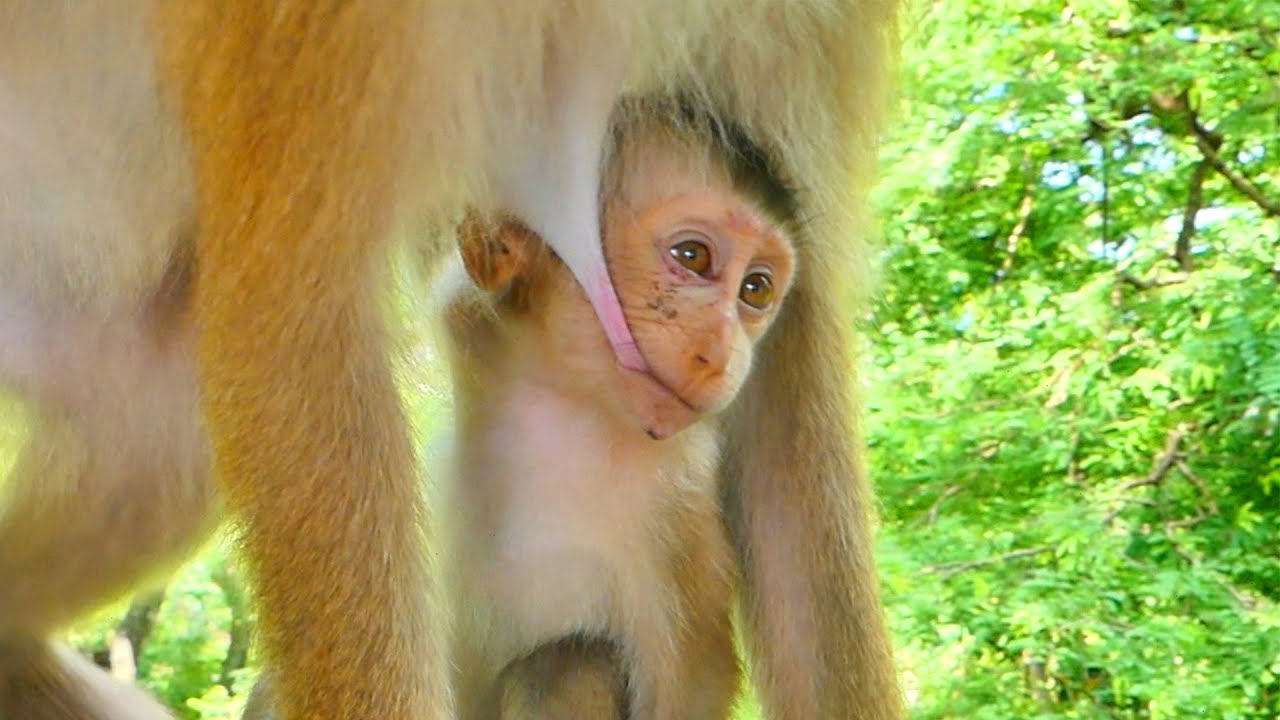 Monkey Sacky Still Gets Milk That Looks So Amazing - YouTube