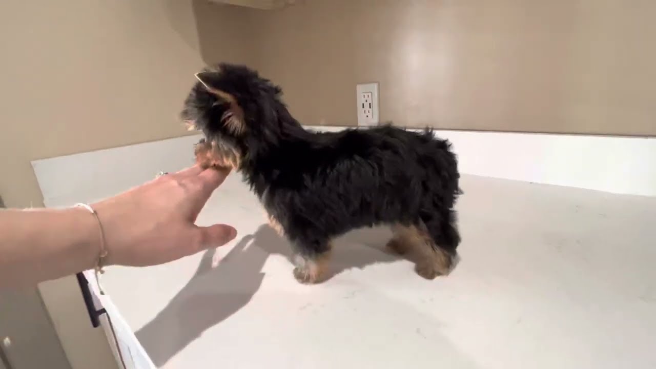 Evaluating your Yorkie puppies adult size - YouTube