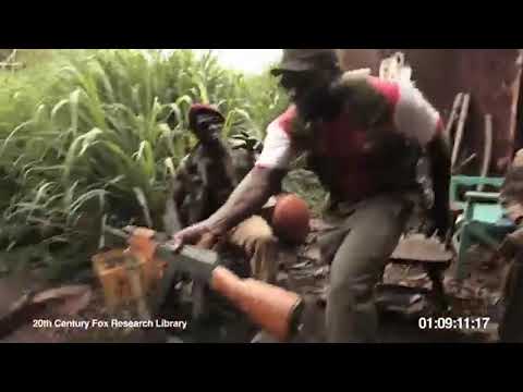 Funny ape with AK 47 Massive fail.