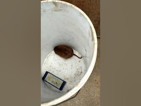 Topo o tuza - YouTube