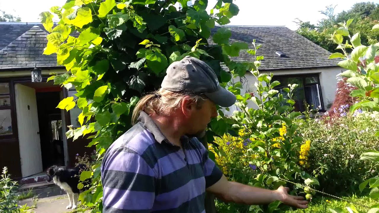 Appletreeman talks about a "Family" Apple Tree - YouTube