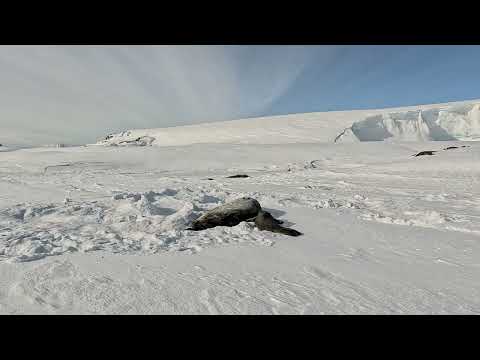 Неймовірний момент: як харчується цеценя тюленя Веддела в Антарктиді 🐟❄️