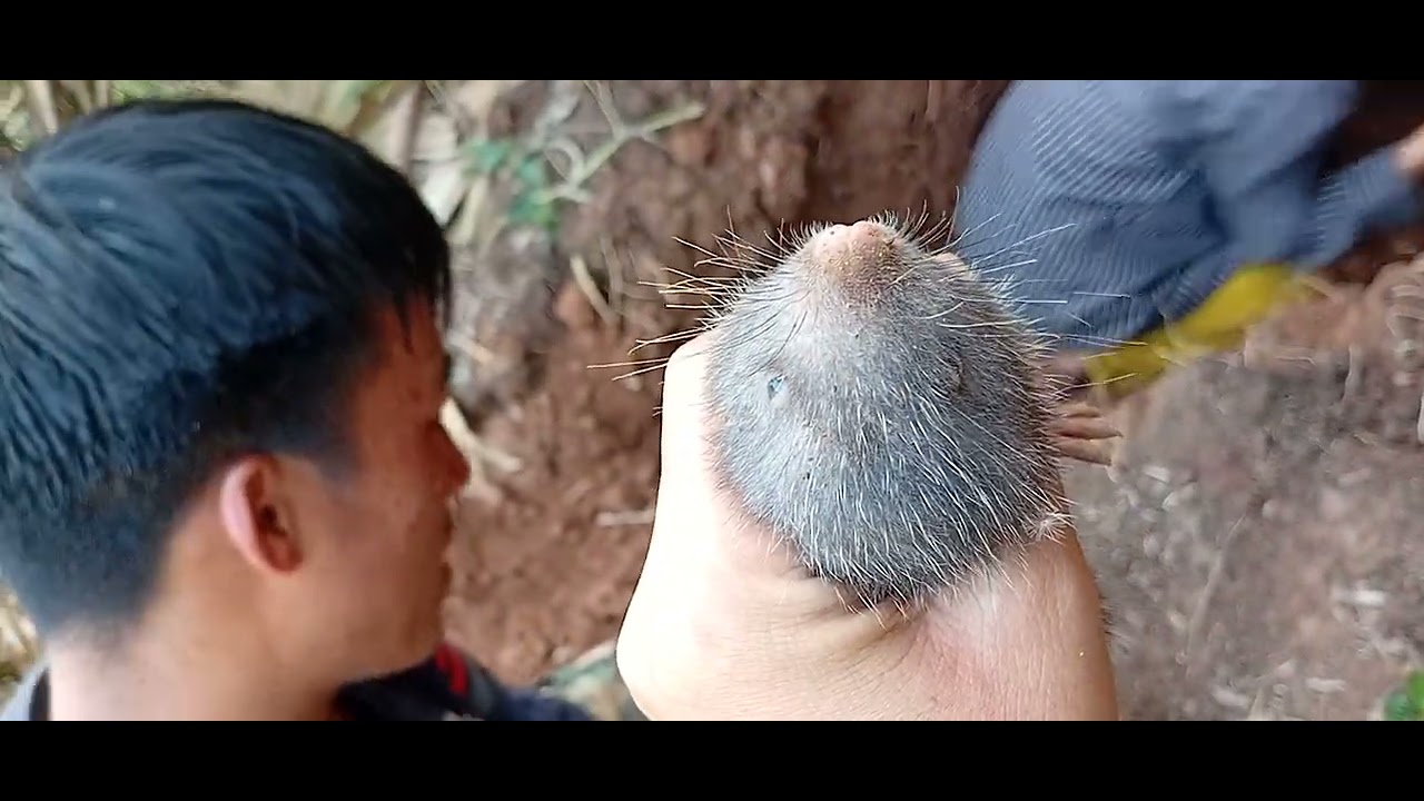 kev kaj siab nrhiav noj nyob hav zoov - YouTube