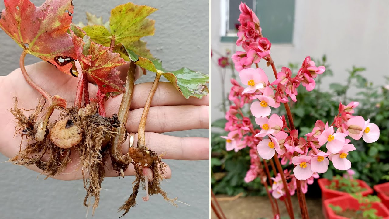 How to Propagating Begonia semperflorens by leaves | Great Gardening ...