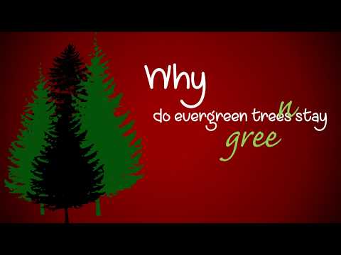 How Do Pine Trees Stay Green All Year
