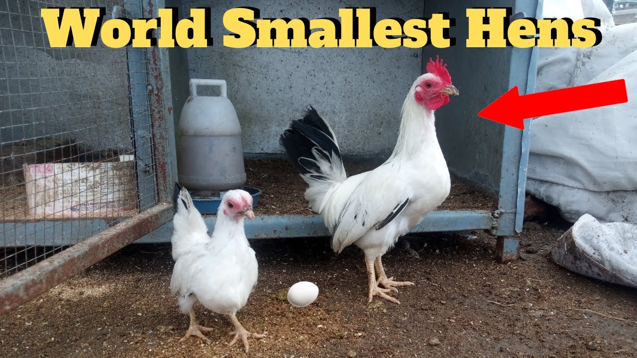 Smallest Cute Hen Breed In The World 😃 Pets Vlog - YouTube