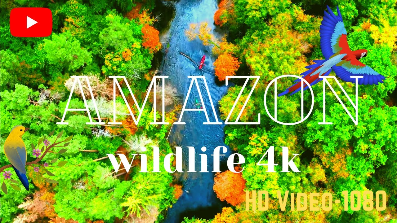 Amazon Jungle | Amazon Jangal Birds #Ultra_hd #amazon #youtube_video # ...