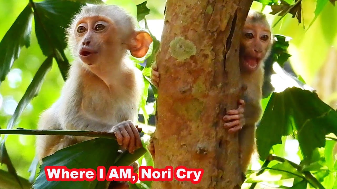 P.....OR baby Nori groaning for help from anyone nearby! Please help me ...