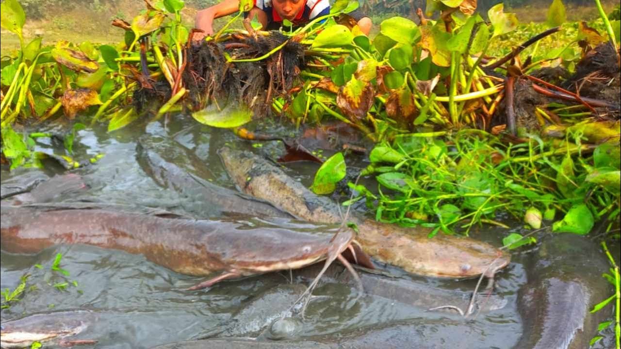 Catching Big Catfish By Hand From River Water. Hand Fishing Video 2023 ...