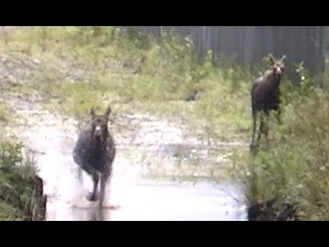 Moose Playing in Water - YouTube