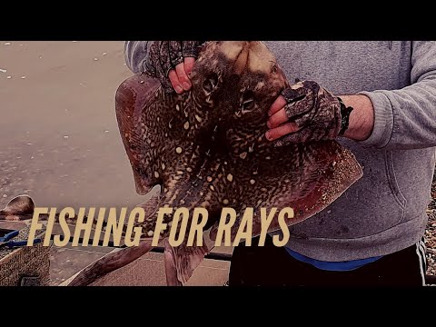 Fishing for Rays | Beach Fishing | Herne Bay, Kent - YouTube