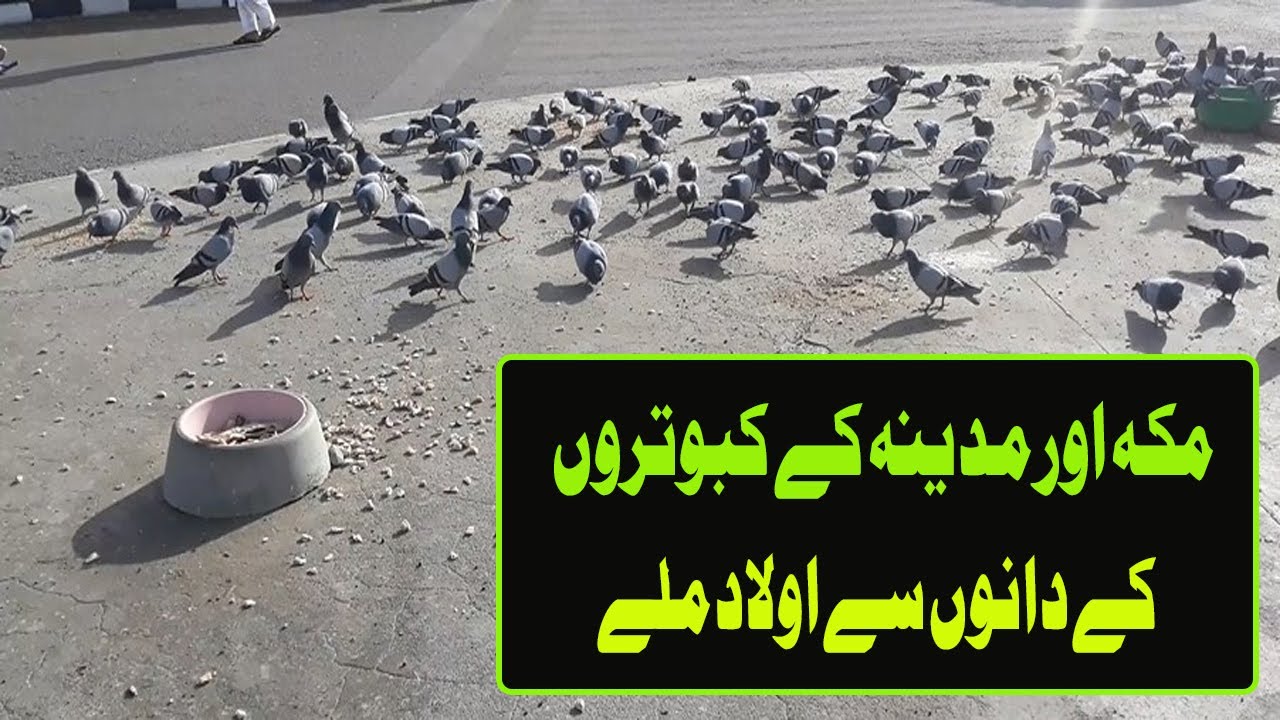 Nabi Booti Ka Istemal l Kabutar Danay Se Aulad l Maryam Boti l Nabi ...