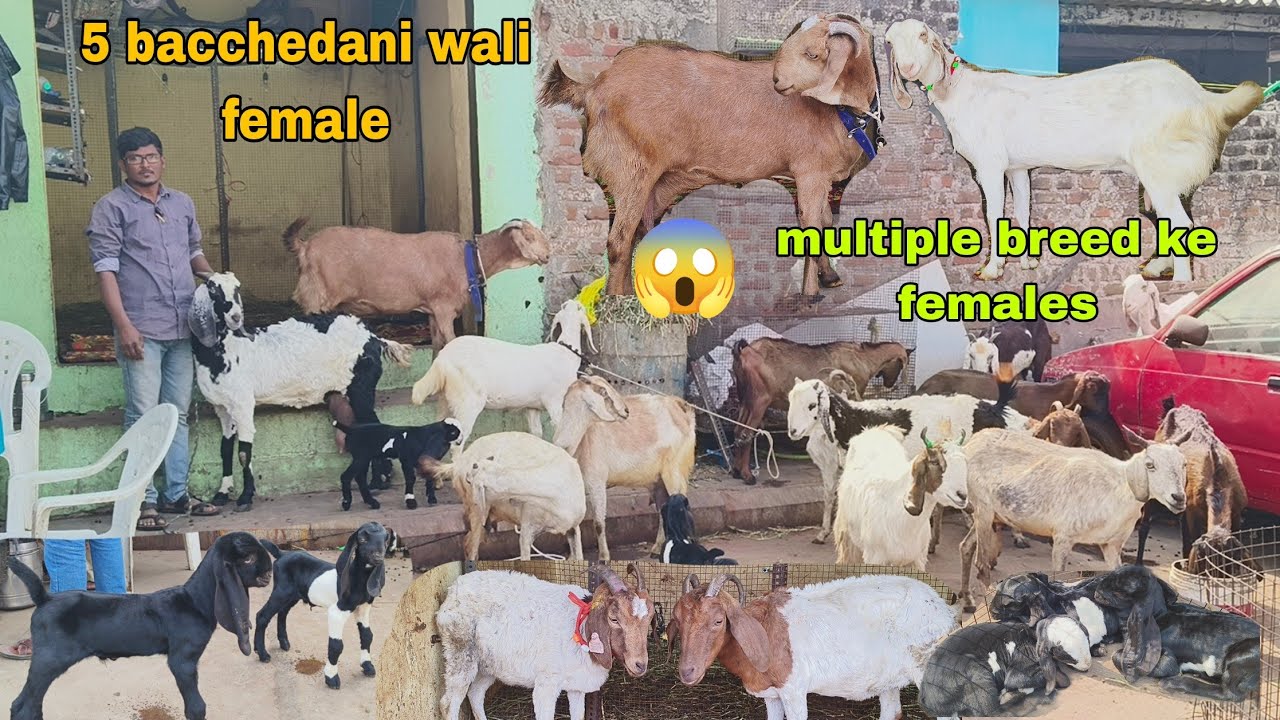 Bade bakriya 5 bacchedani wali bakri aur multiple bridge ke females ...