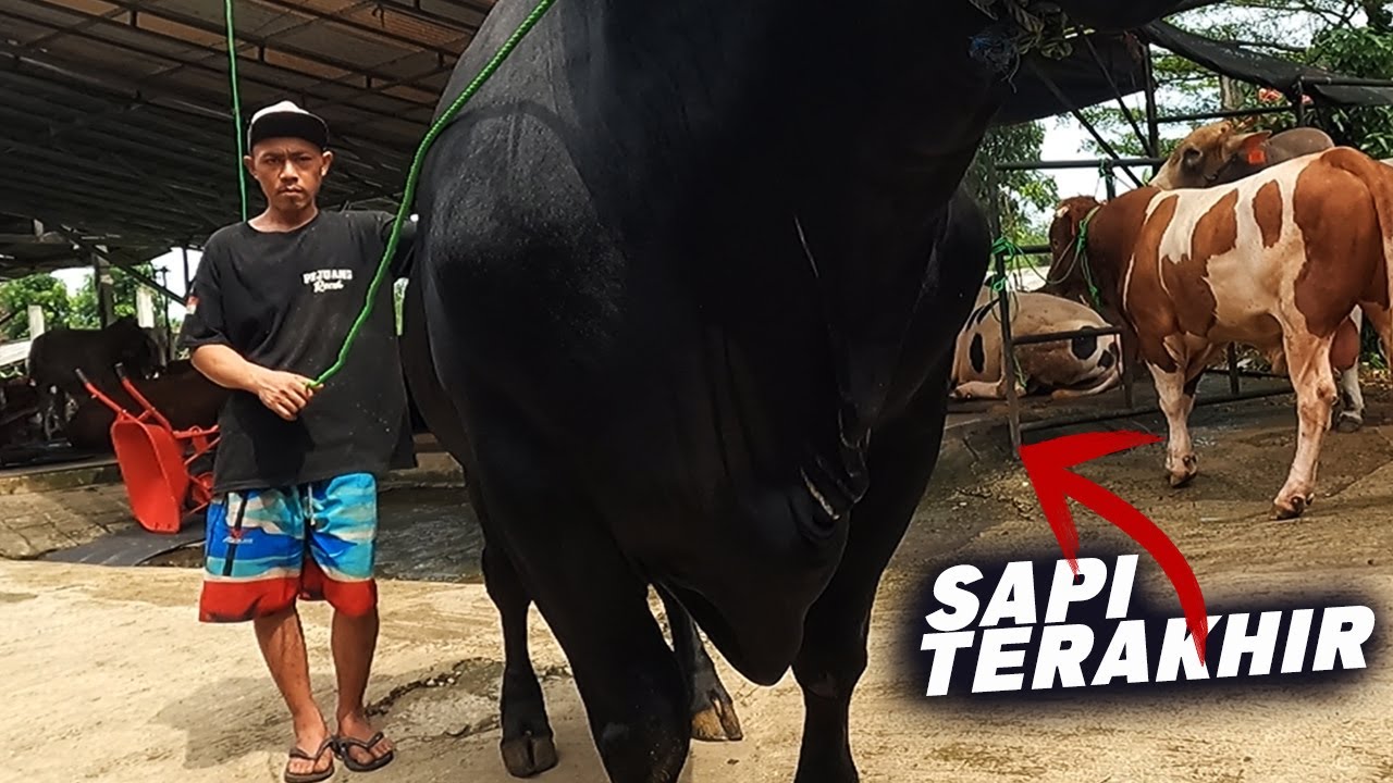 Update Harga Sapi qurban Jumbo🔥 4 Ekor Sapi Jumbo Ready Siap Dipinang 🔥 ...