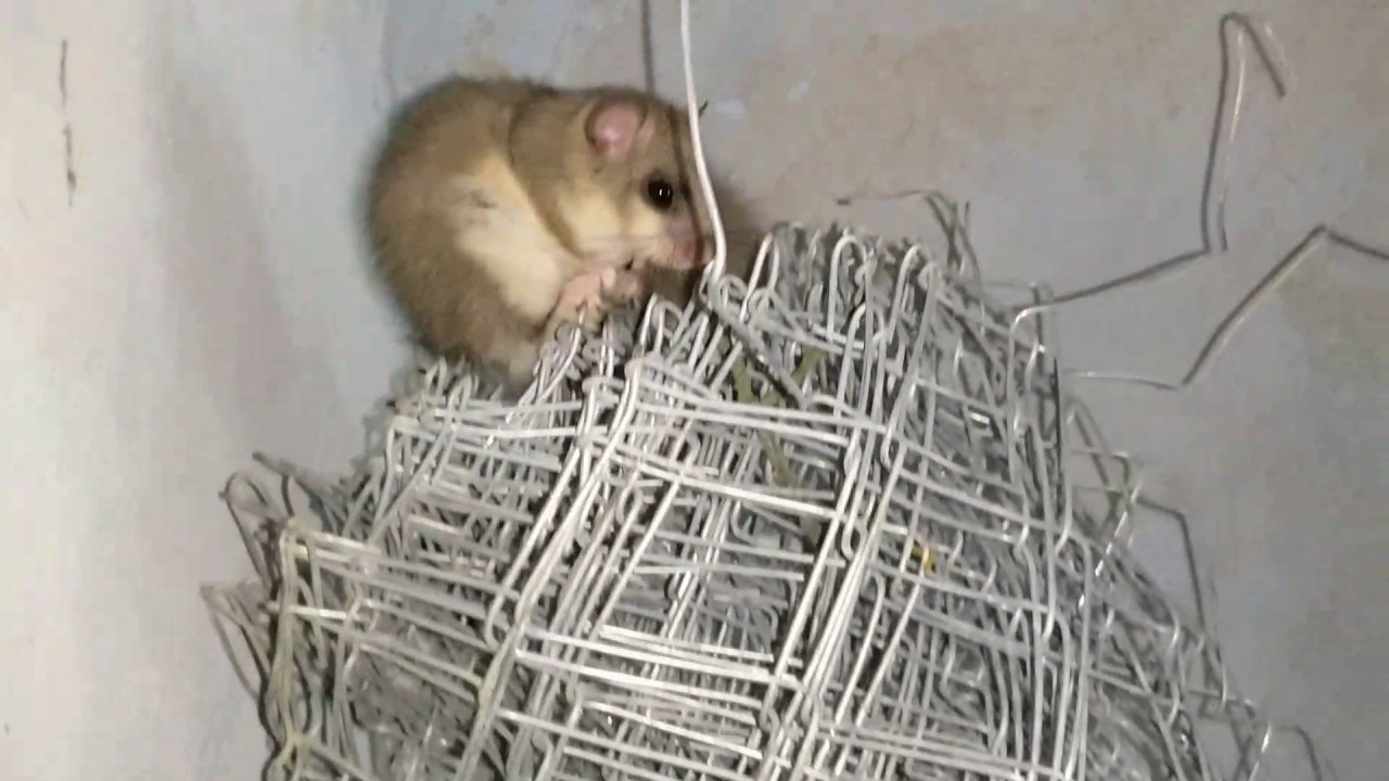 Pârșul mare (Glis glis) - YouTube