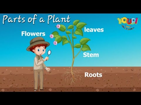 What Are the Parts of a Plant? 🌱 Fun Plant Detective Mission for Kids ...