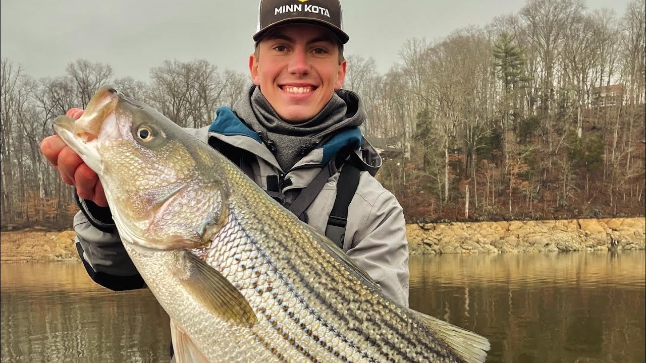 Catching Big Hybrid and Striped Bass! Boone Lake! - YouTube