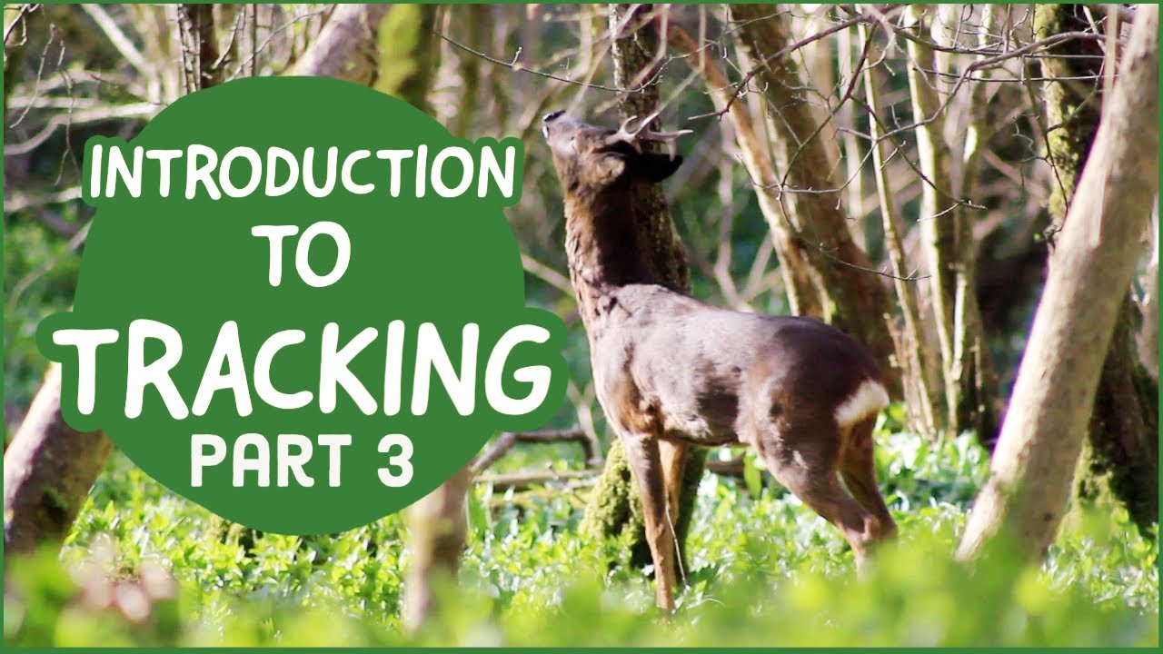Introduction to Animal Tracking Part Three - YouTube