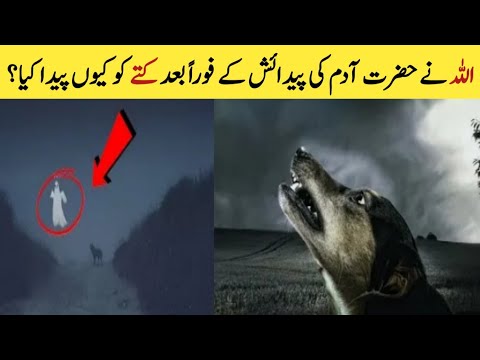 How Was the First Dog Born? - YouTube