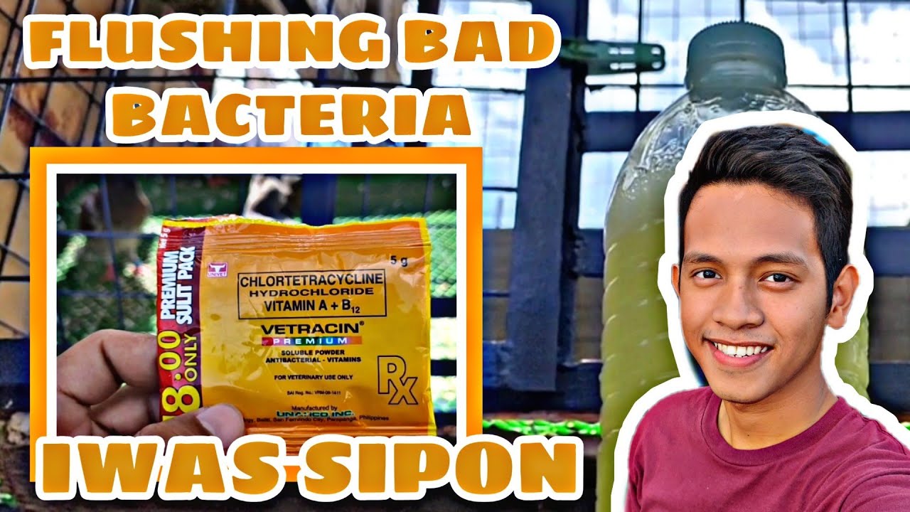 GIVING VETRACIN FOR MY PIGEONS / "PREVENTION IS BETTER THAN CURE" - YouTube