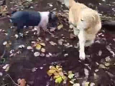 Dog meets pig