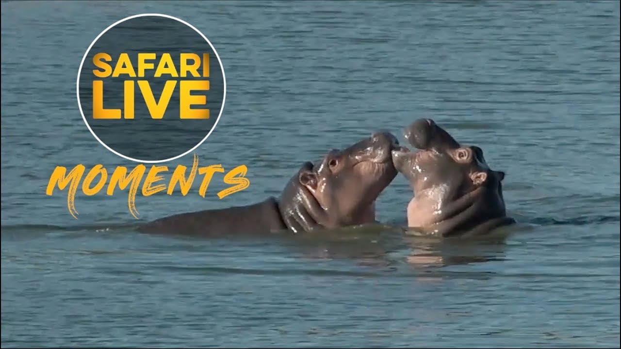 Baby Hippos Play and Splash Around in Water - YouTube